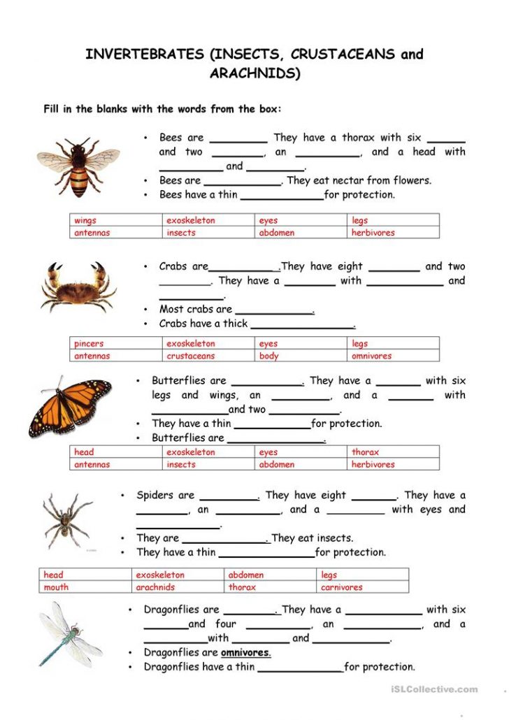 Vertebrates And Invertebrates Lesson Plans 5th Grade - Lesson Plans ...