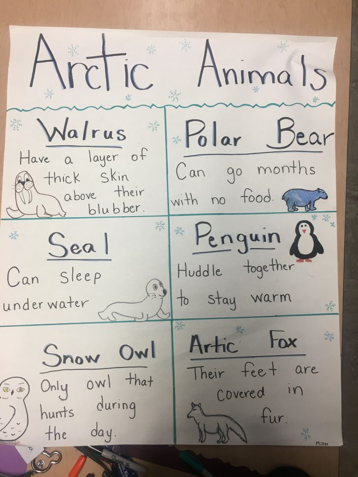 Arctic Animal Anchor Chart. School Kindergarten Elementary - Lesson ...