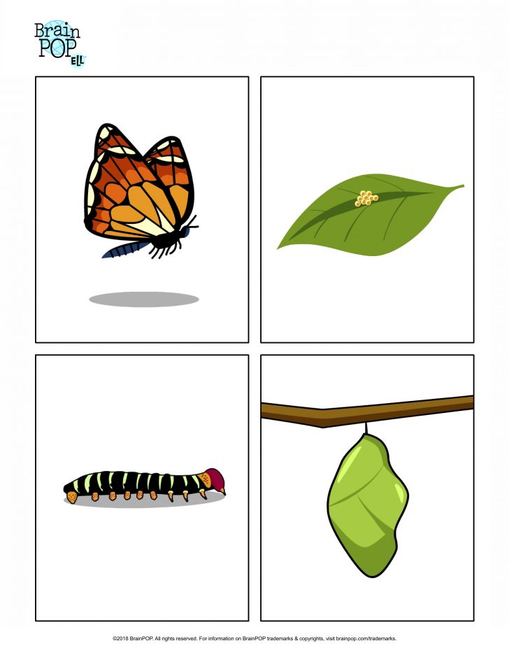 Butterfly Life Cycle Images | Brainpop Educators - Lesson Plans Learning