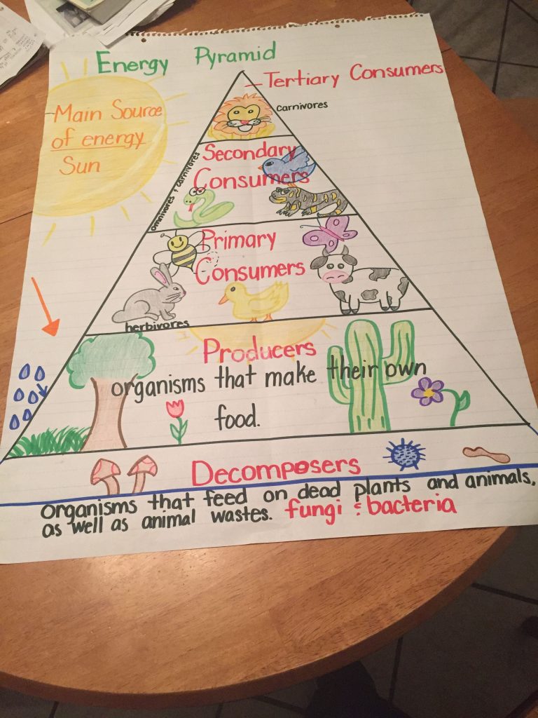 Food Chain Lesson Plan 4th Grade Lesson Plans Learning Food Chain Lesson Plan 4th Grade Lesson Plans Learning