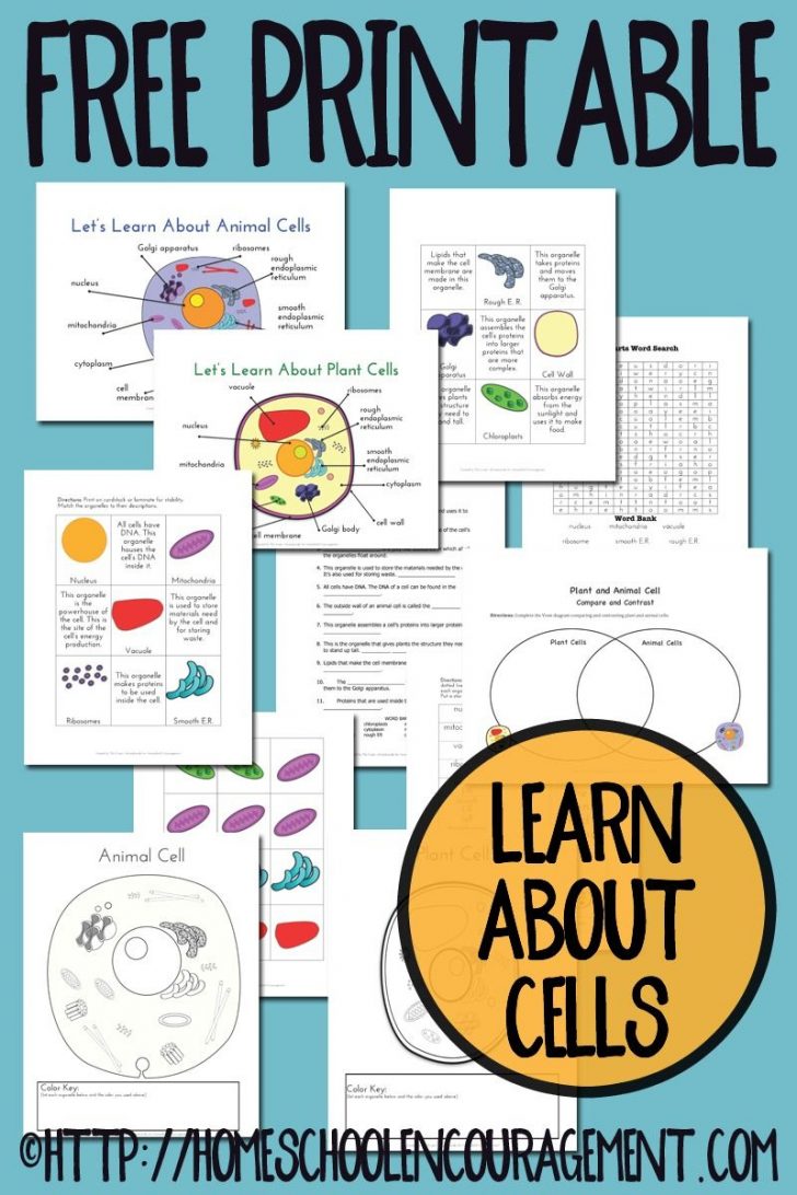 Plant And Animal Cell Printables Grades 4-6 | Science Cells - Lesson ...