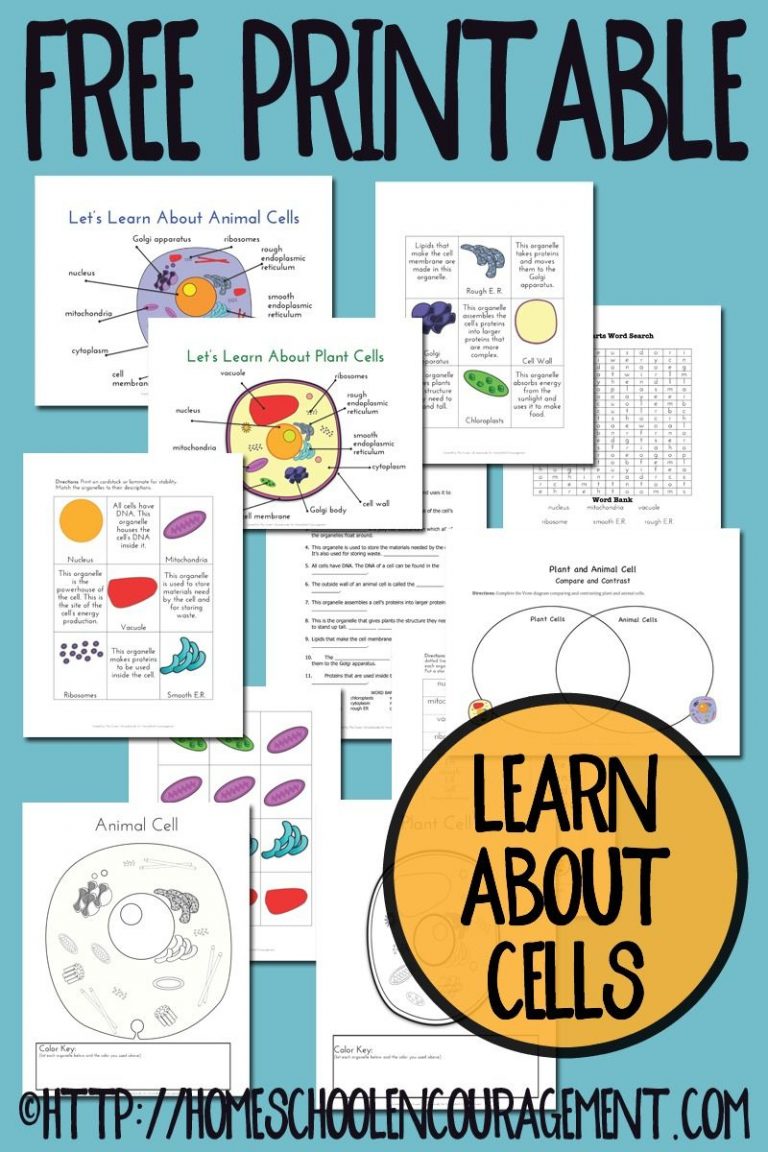 Plant And Animal Cell Printables Grades 4-6 | Science Cells - Lesson ...