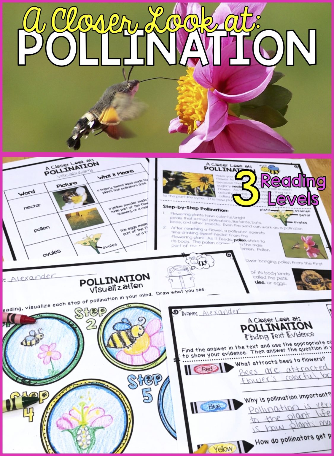 Pollination Lesson Plan 2nd Grade - Lesson Plans Learning
